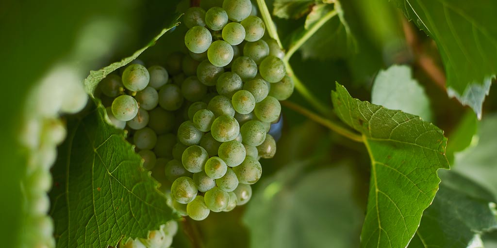 Australian Wine | Semillon