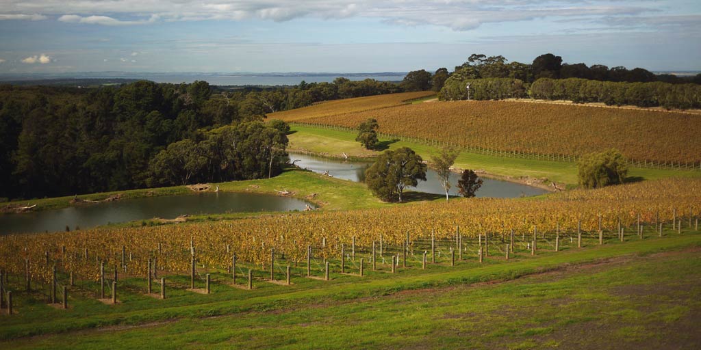 Australian Wine | Mornington Peninsula wine region