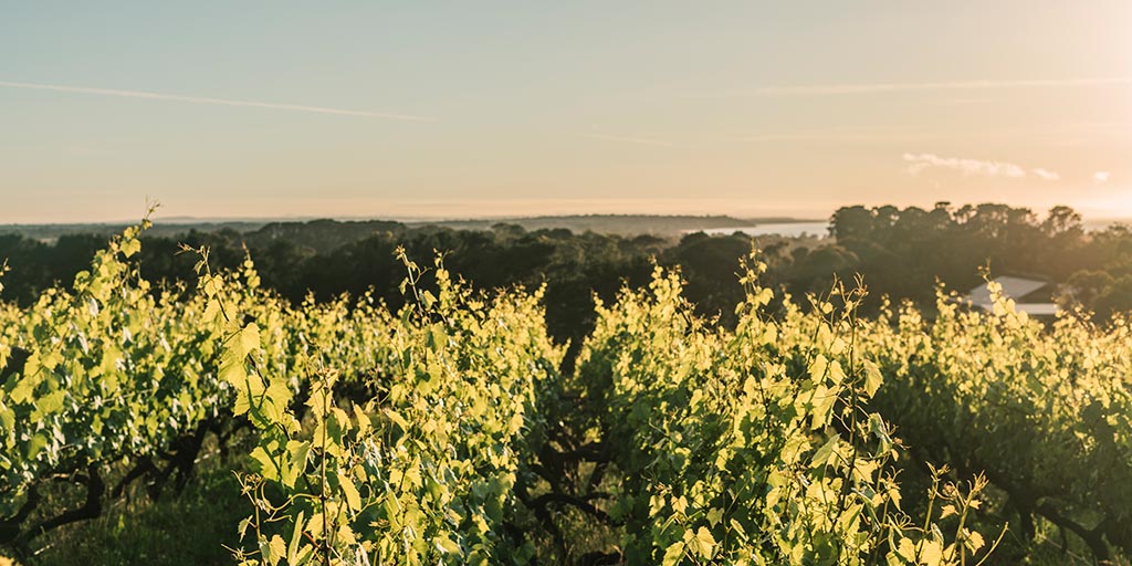 Australian Wine | Mornington Peninsula wine region