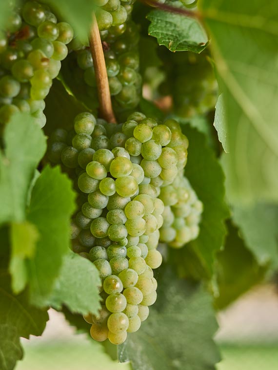 Australian Wine | Riesling