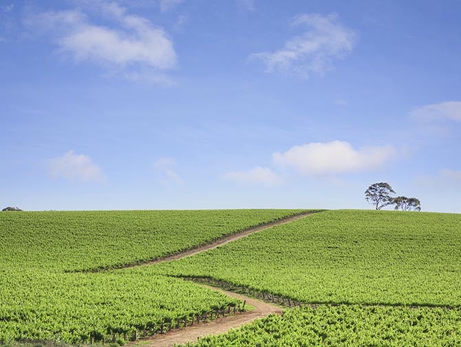 Australian Wine | Clare Valley Wine Region