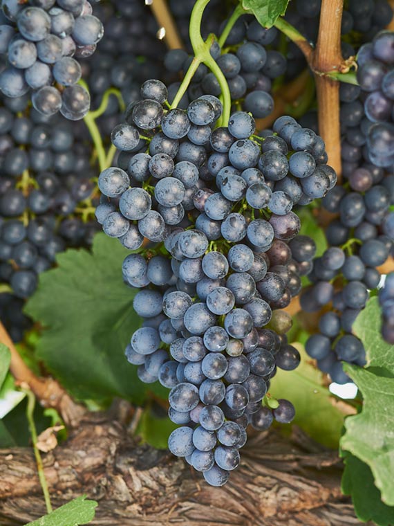 Australian Wine | Shiraz