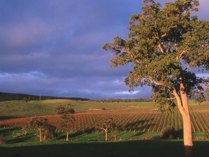 Australian Wine | Geographe Wine Region