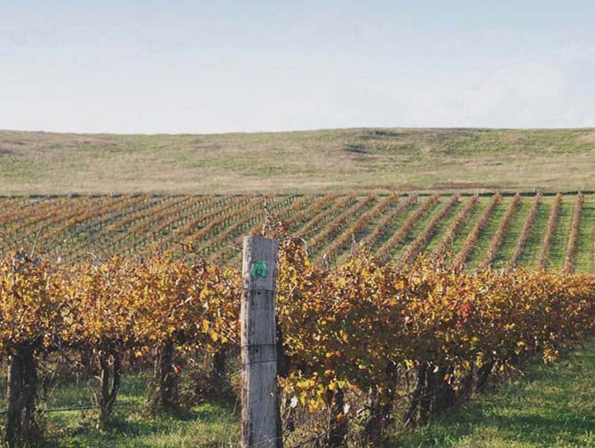 Australian Wine | Mudgee wine region