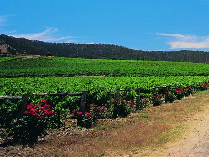 Australian Wine | Pyrenees wine region