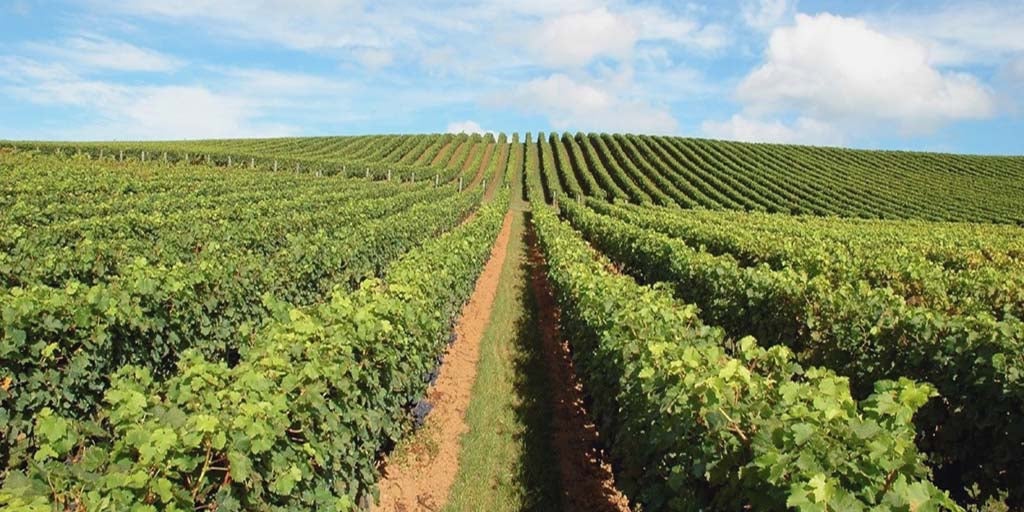 Australian Wine | Manjimup wine region