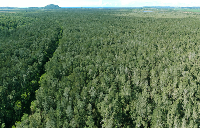 Tree and vegetation management