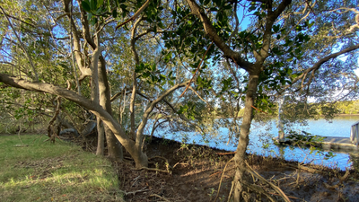 Maroochy Wetlands Sanctuary, Bli Bli