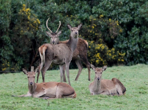 Invasive plants and animals
