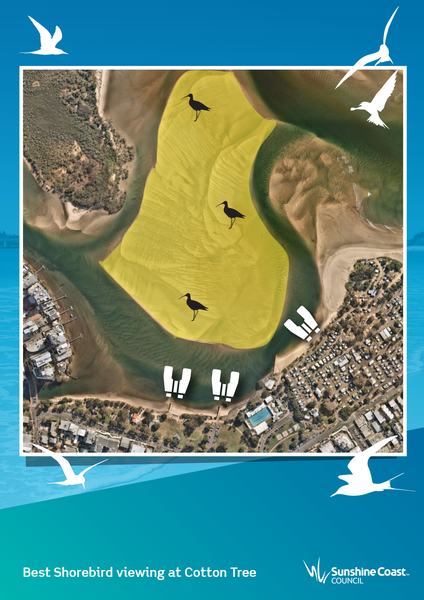 How To Watch Shorebirds At Cotton Tree | OurSC