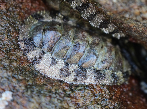 Rocky shore species identification