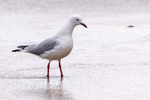 Silver Gull