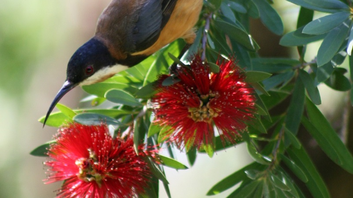 Learn How To Create A Beautiful Native Garden | OurSC