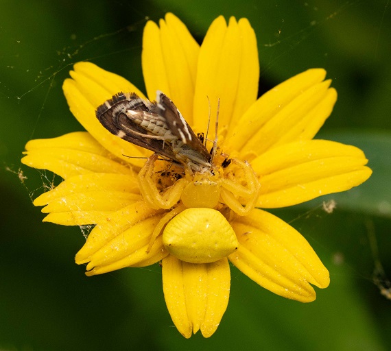 Crab spider
