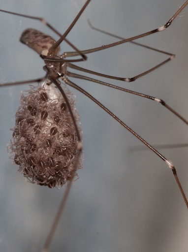 What Spiders Look Like Daddy Long Legs