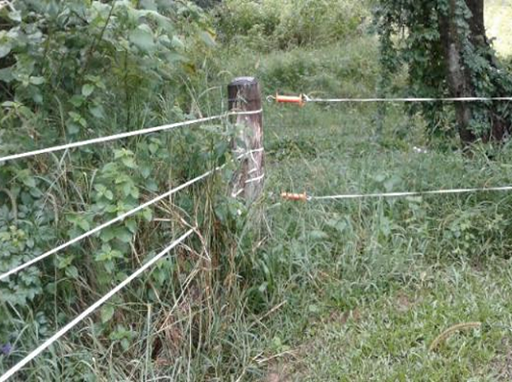 Wildlife mortality and injury from barbed-wire fences