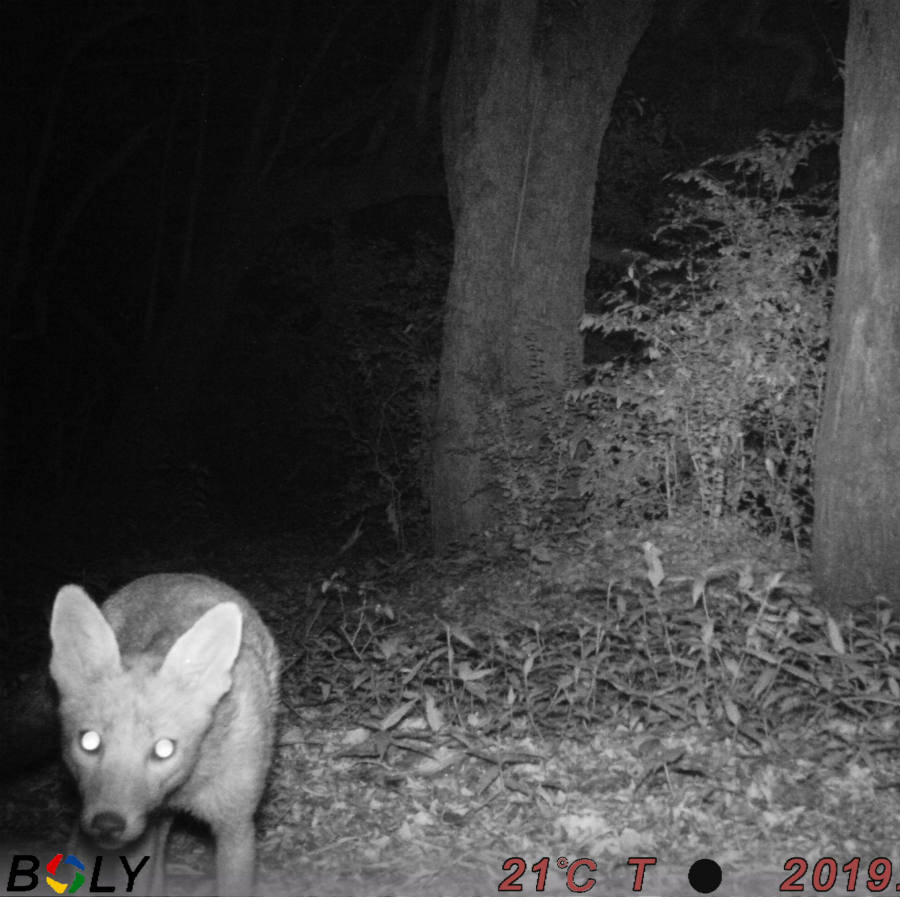 Priority invasive animals - European fox