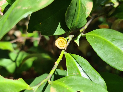 Bolwarra or native guava