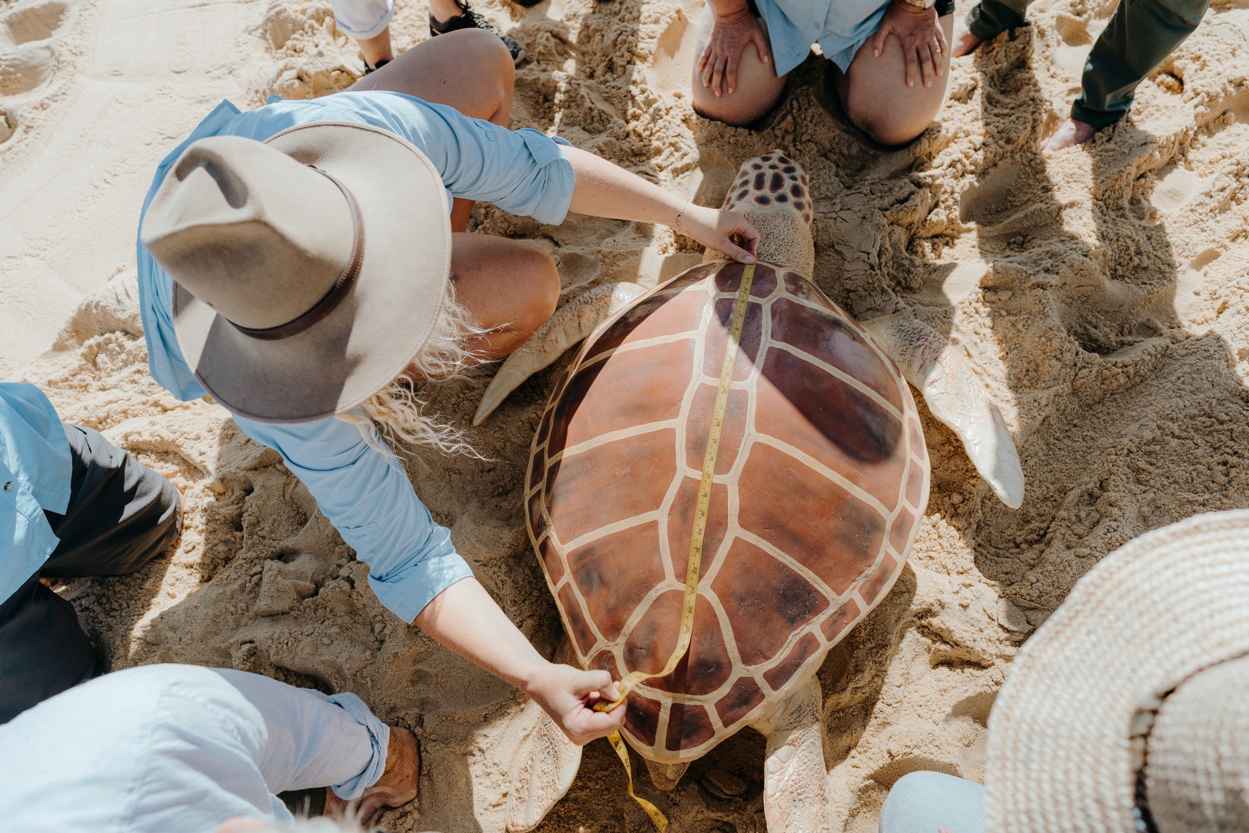 In Photos Turtle Training Day Success | OurSC