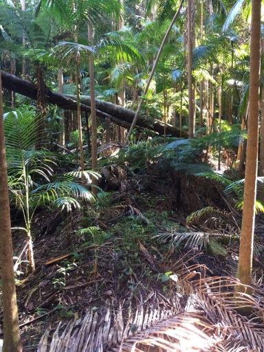 When a tree falls in the forest - exploring the science behind ...