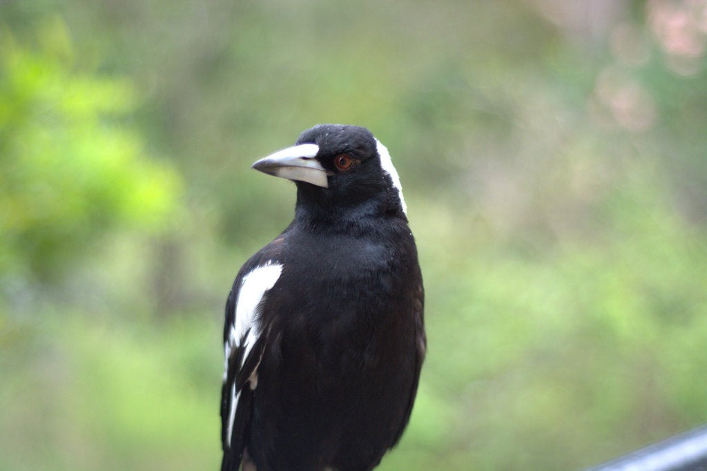 How To Stay Safe During Magpie Swooping Season | OurSC