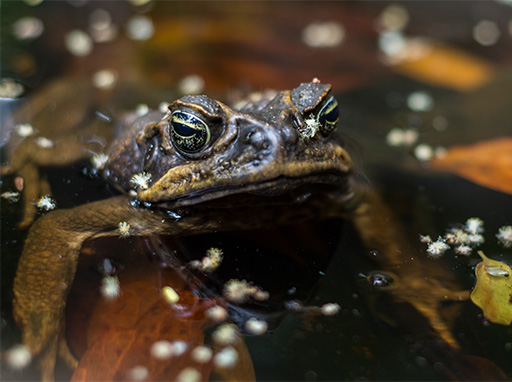 Invasive animals of our region