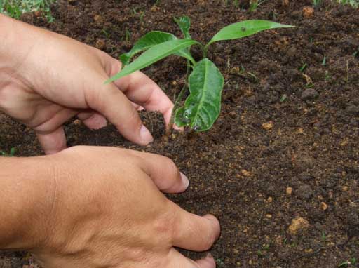 Environment Levy Funding