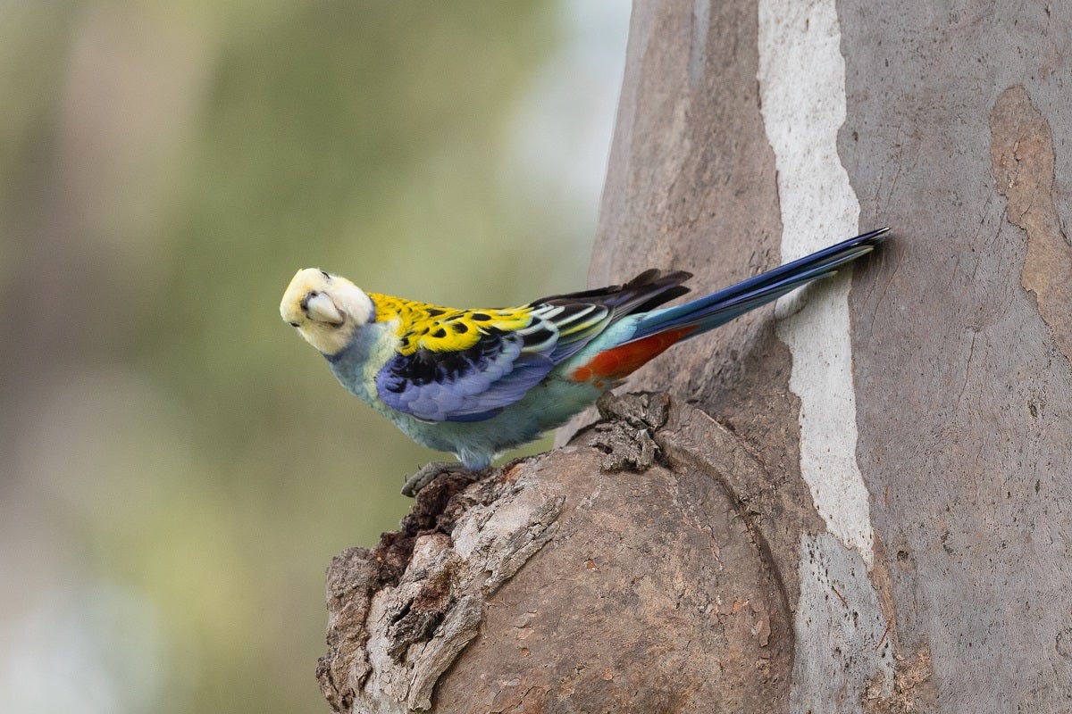 How To Turn Your Garden Into A Haven For Native Wildlife | OurSC