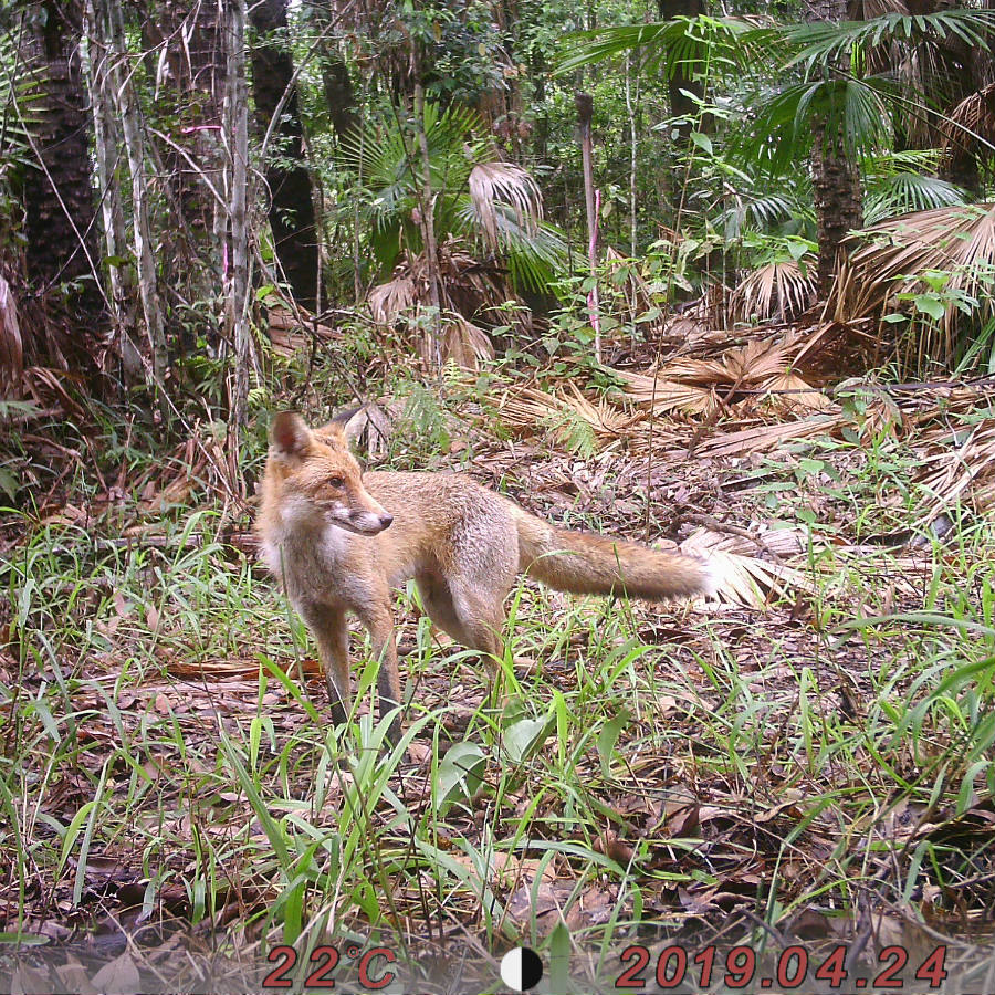 Priority invasive animals - European fox