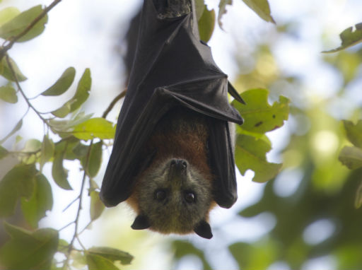 Conservation success stories