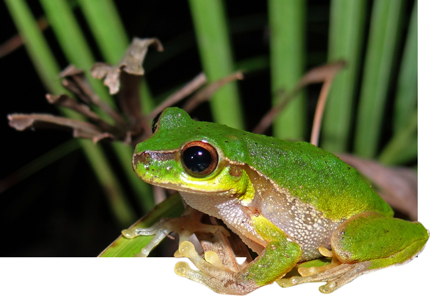 Come and explore the rainforest