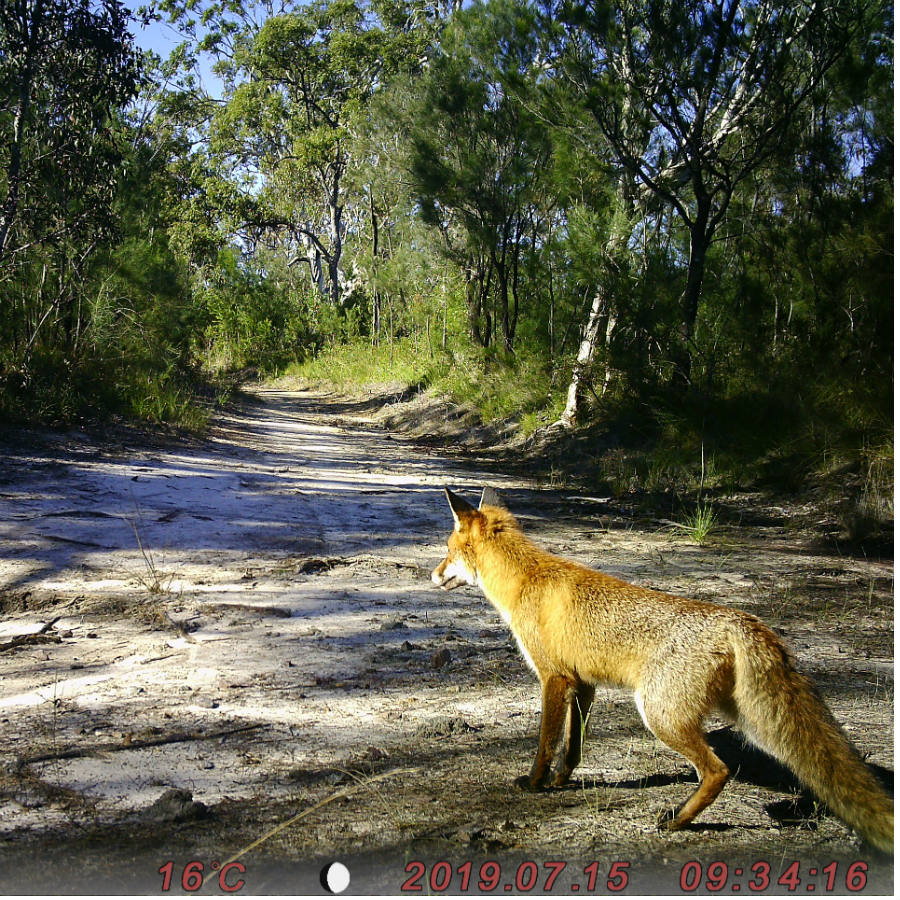 Priority invasive animals - European fox