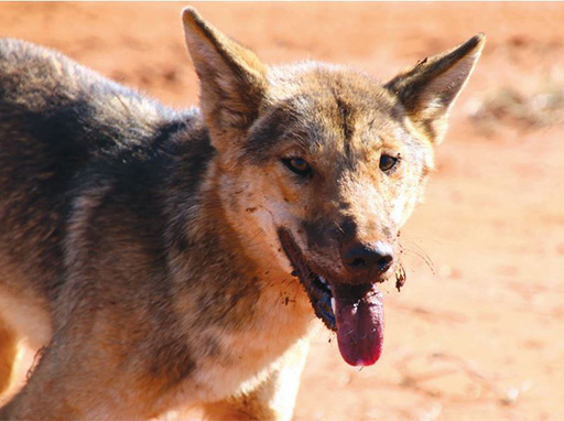 Priority invasive animals