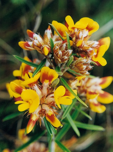 App To Identify Australian Native Plants - Home Alqu