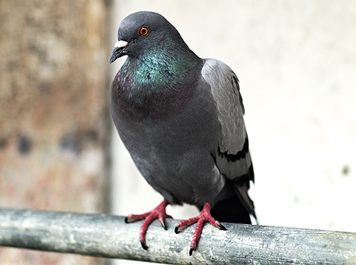 Other invasive and pest-like animals