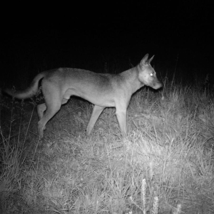 Priority invasive animals - wild dog