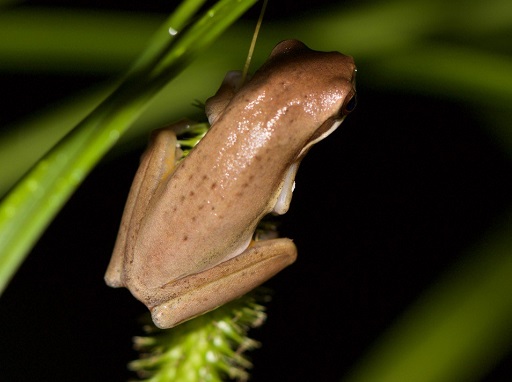 Eastern sedge frog Litoria Fallax