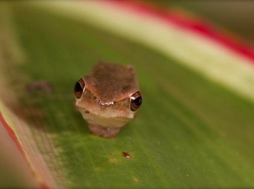 Eastern sedge frog Litoria Fallax
