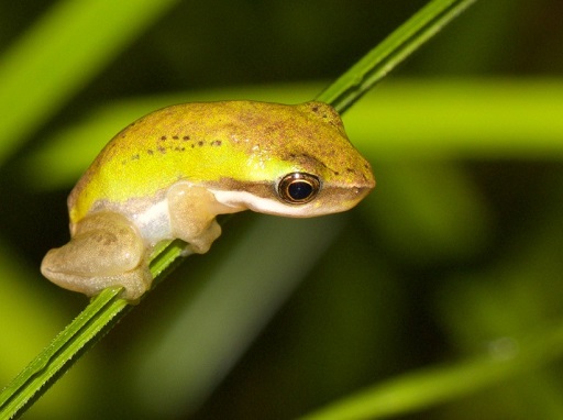 Eastern sedge frog Litoria Fallax