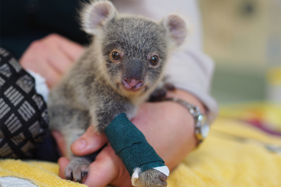 Environment Levy projects and programs