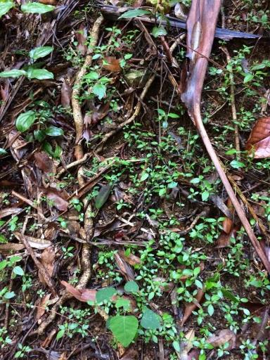 When a tree falls in the forest - exploring the science behind ...