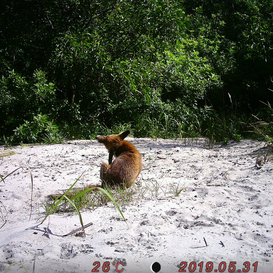 Priority invasive animals - European fox