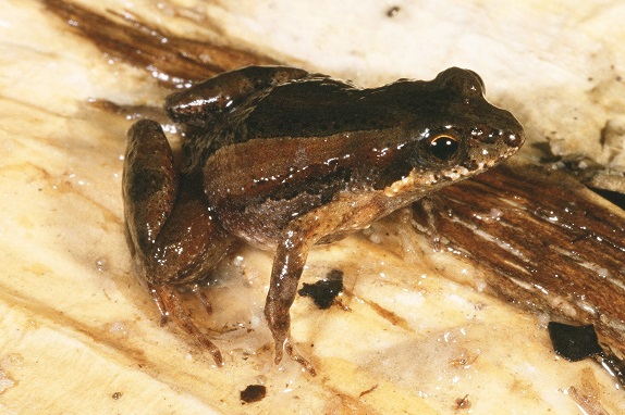 Frogs of the Sunshine Coast