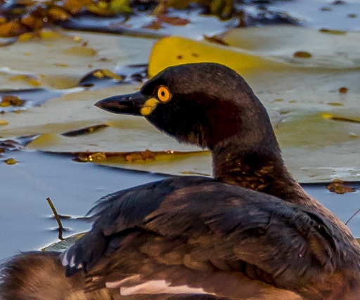 Australasian grebe