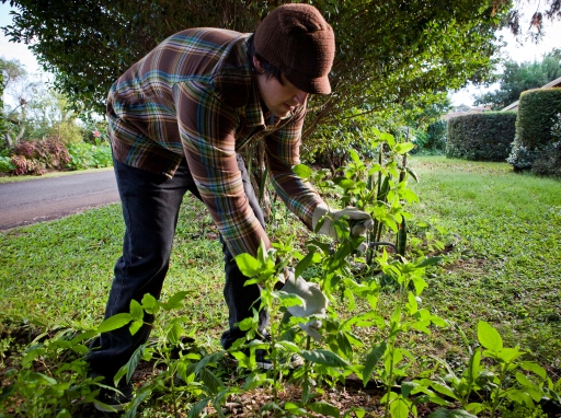 Rewilding your backyard