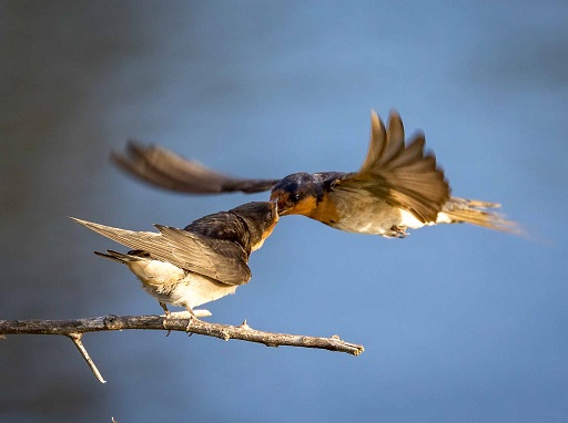 Rewilding your backyard