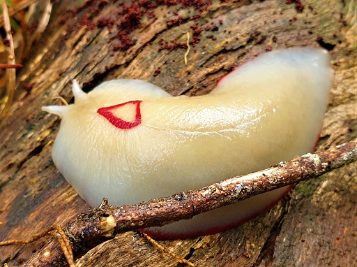 Red triangle slug