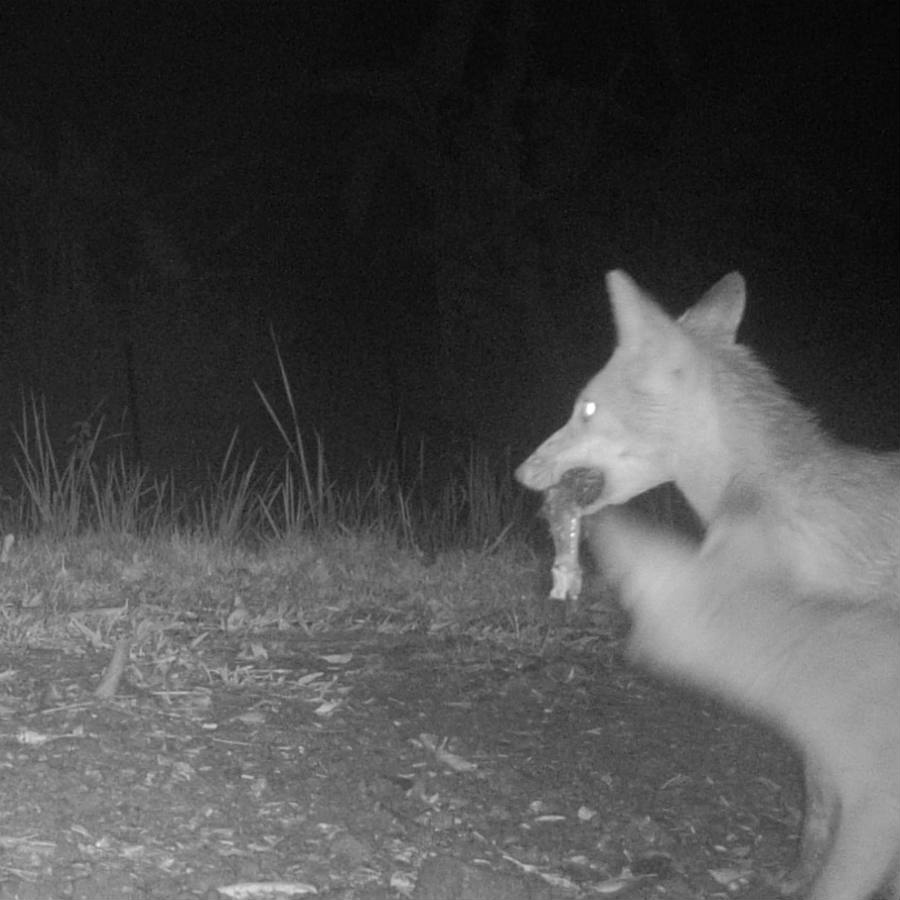 Priority invasive animals - European fox