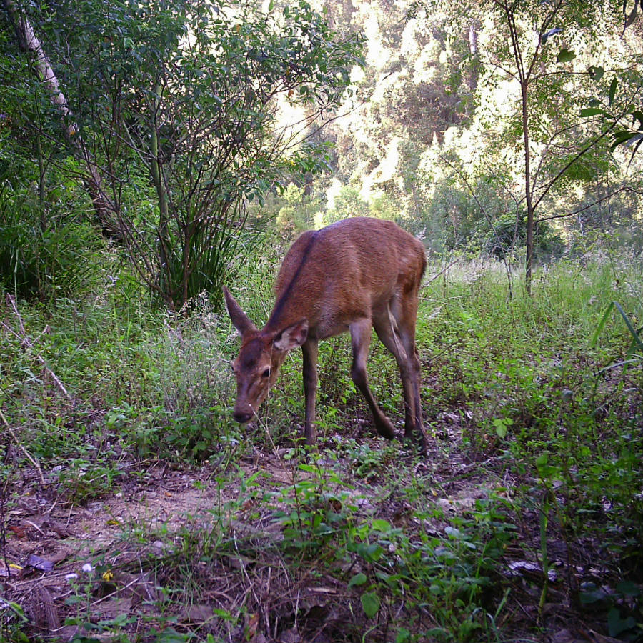 Priority invasive animals - feral deer