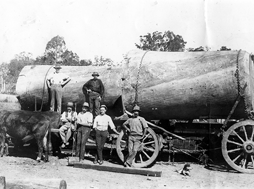 Backward Glance: The Timber getters – historic stories of our region